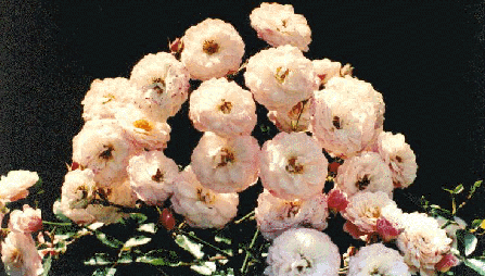 My husband and I enjoy antique hunting, gardening, and traveling.